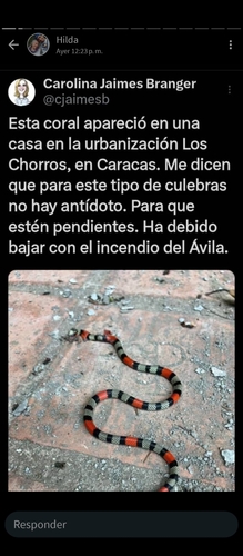 (Micrurus isozonus sandneri) - Snakes and Lizards