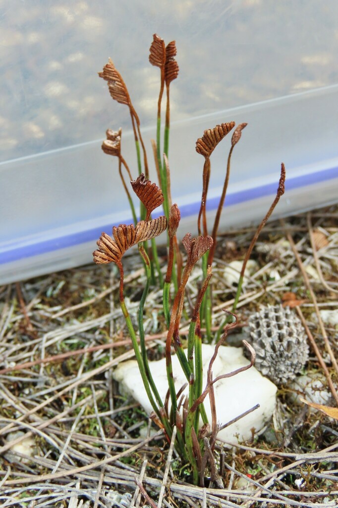 Forked Comb Fern from Wallaga Lake NSW 2546, Australia on March 16 ...