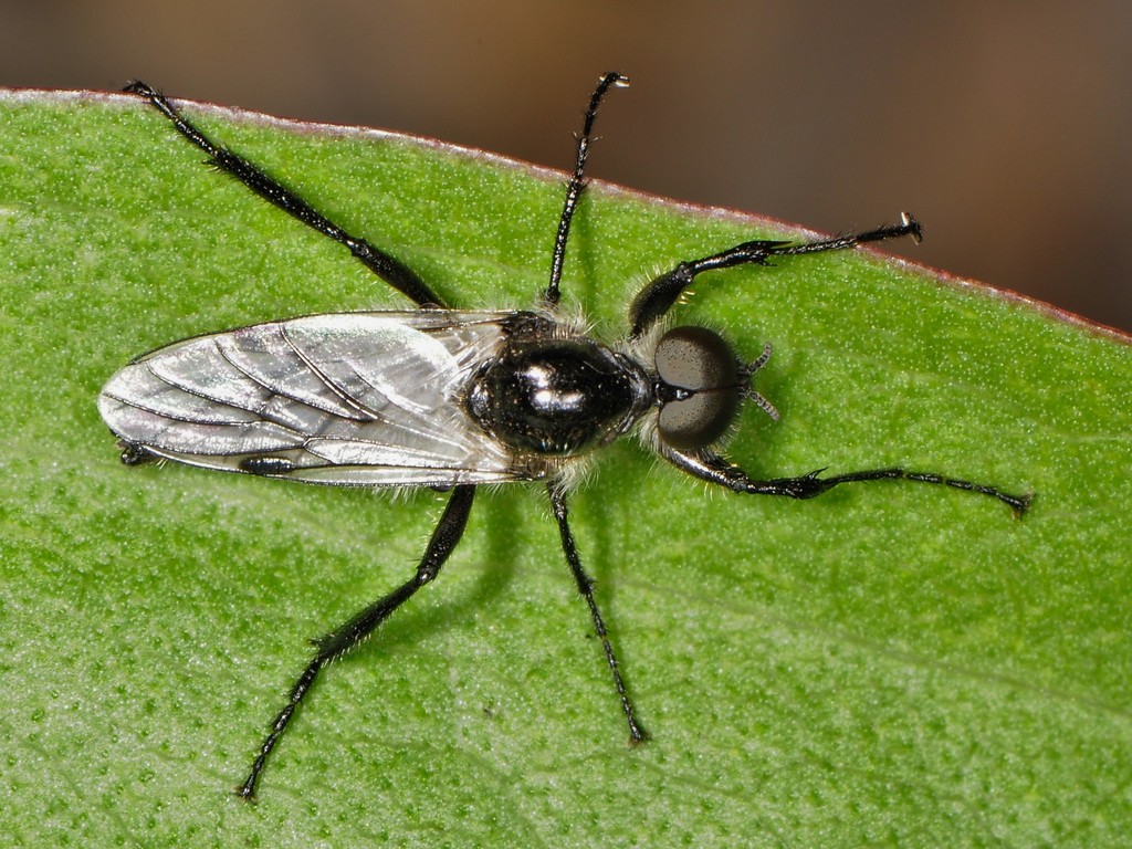 Bibio (Biota de Itaca (RNSC), Gachantivá, Boyacá) · NaturaLista Colombia