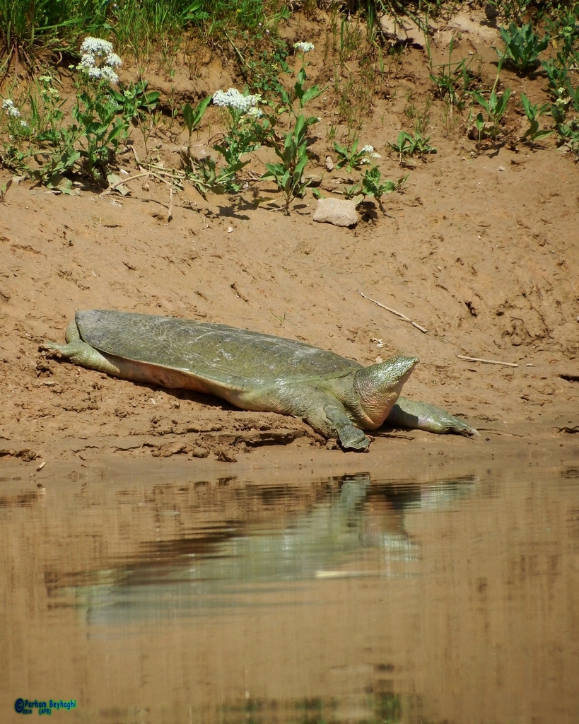 Euphrates Softshell Turtle in April 2024 by Parham Beyhaghi · iNaturalist