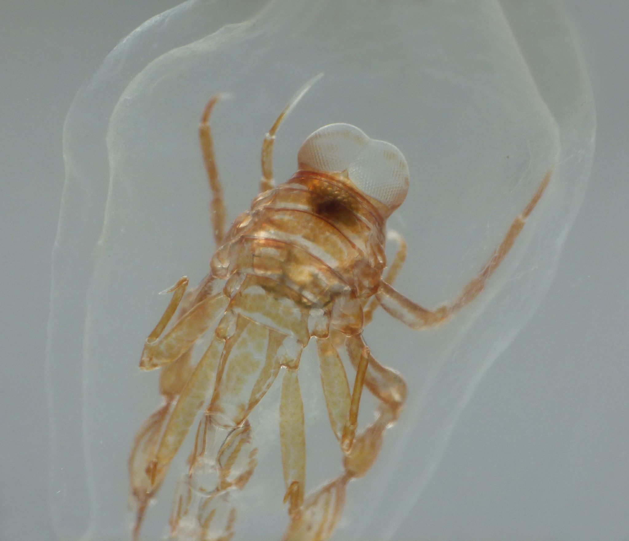 Phronima sedentaria (Forskål, 1775)