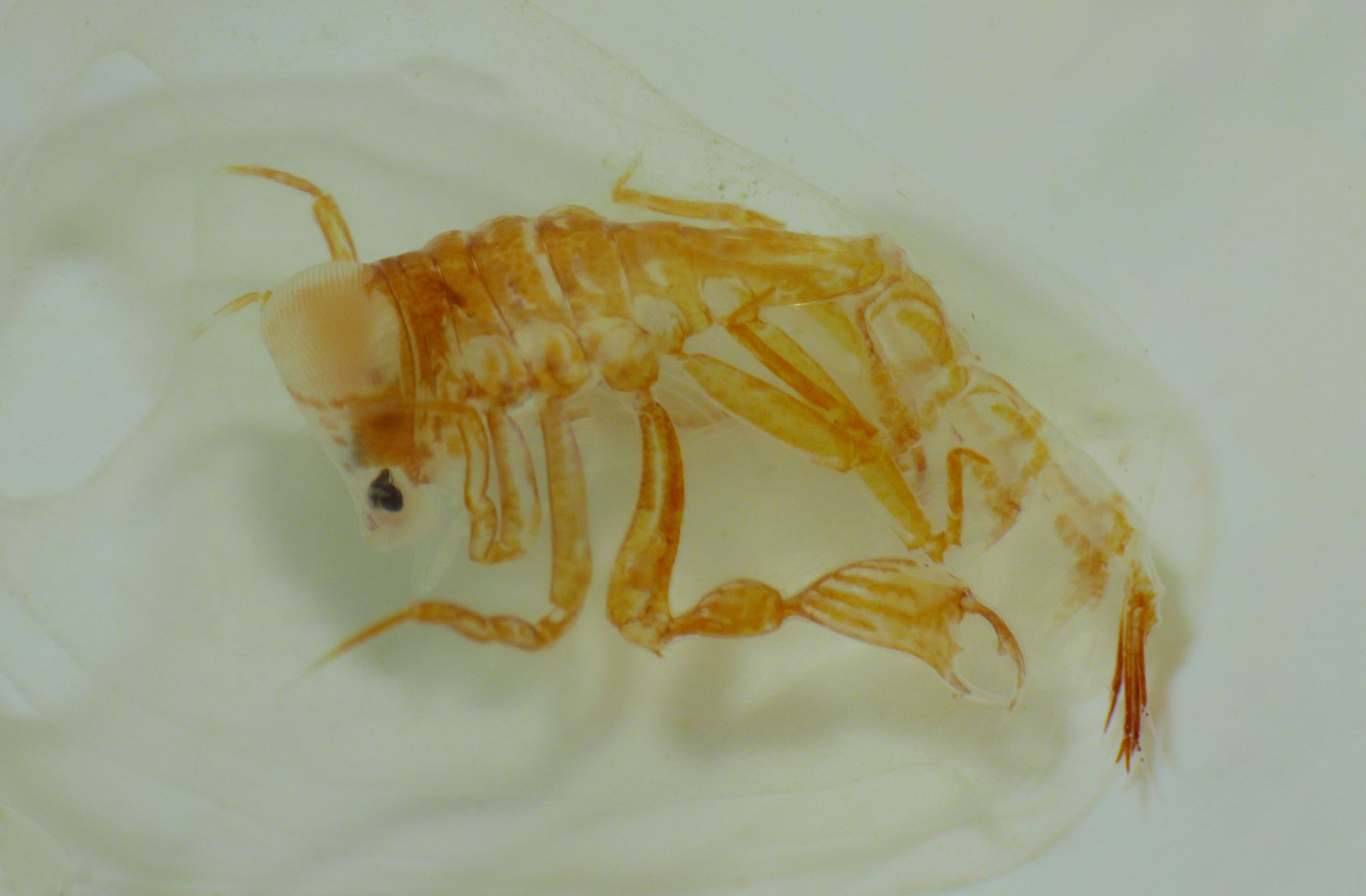 Phronima sedentaria (Forskål, 1775)