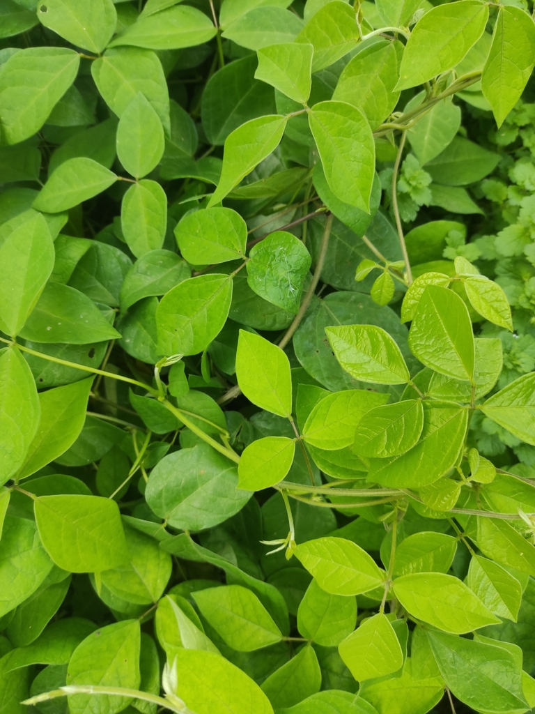 Phaseoleae in April 2024 by Susan Jameson · iNaturalist