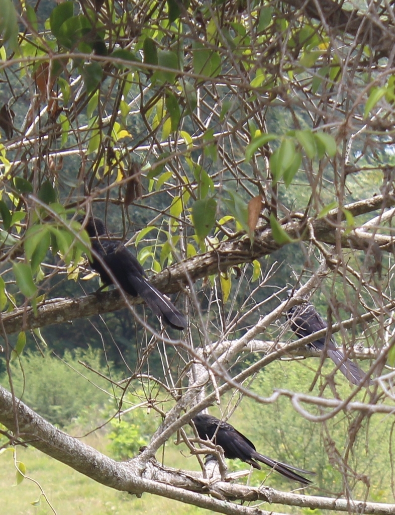 Garrapatero pijuy desde 93983 Ver., México el 19 de abril de 2024 a las ...