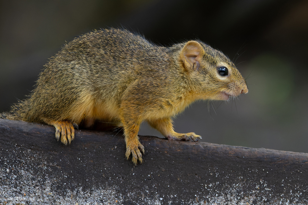 Ochre Bush Squirrel from Meru, Tanzania on March 31, 2024 at 10:02 AM ...