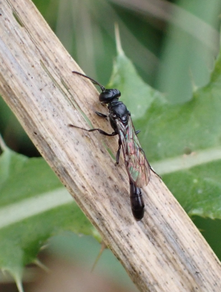 Trypoxylon from Agoralaan Gebouw H, PXL Campus Diepenbeek, 'ABVG's ...