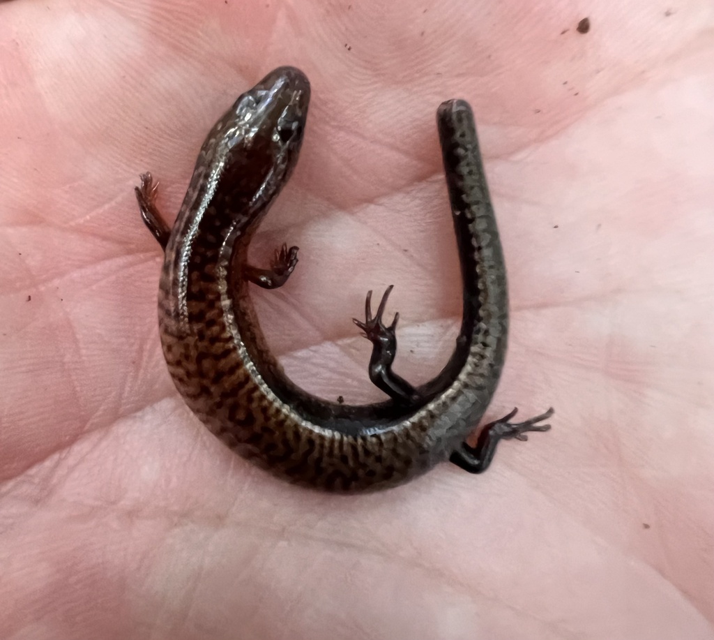 Puerto Rican Galliwasp from El Yunque National Forest, Río Grande ...