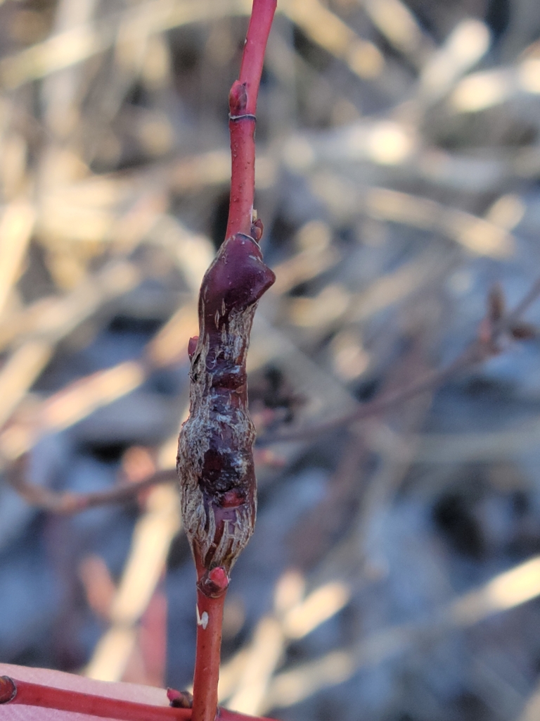 Diplolepis triforma from Winnipeg, MB R2J 0R6, Canada on April 20, 2024 ...