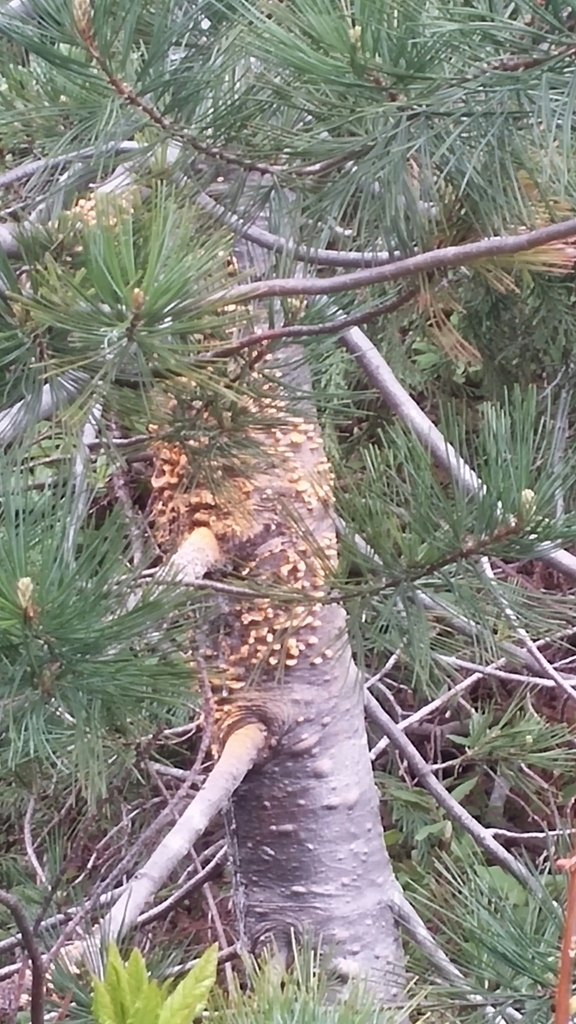 white pine blister rust from Bowen Island, BC V0N 1G0 on May 15, 2016 ...