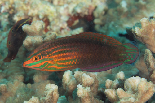 Twospot Wrasse (Halichoeres biocellatus) · iNaturalist