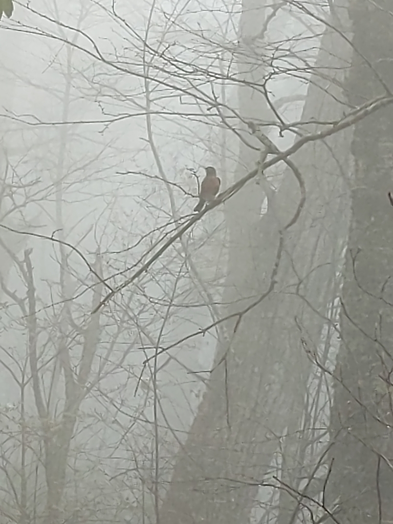 American Robin from Canton, NC 28716, USA on April 20, 2024 at 10:28 AM ...