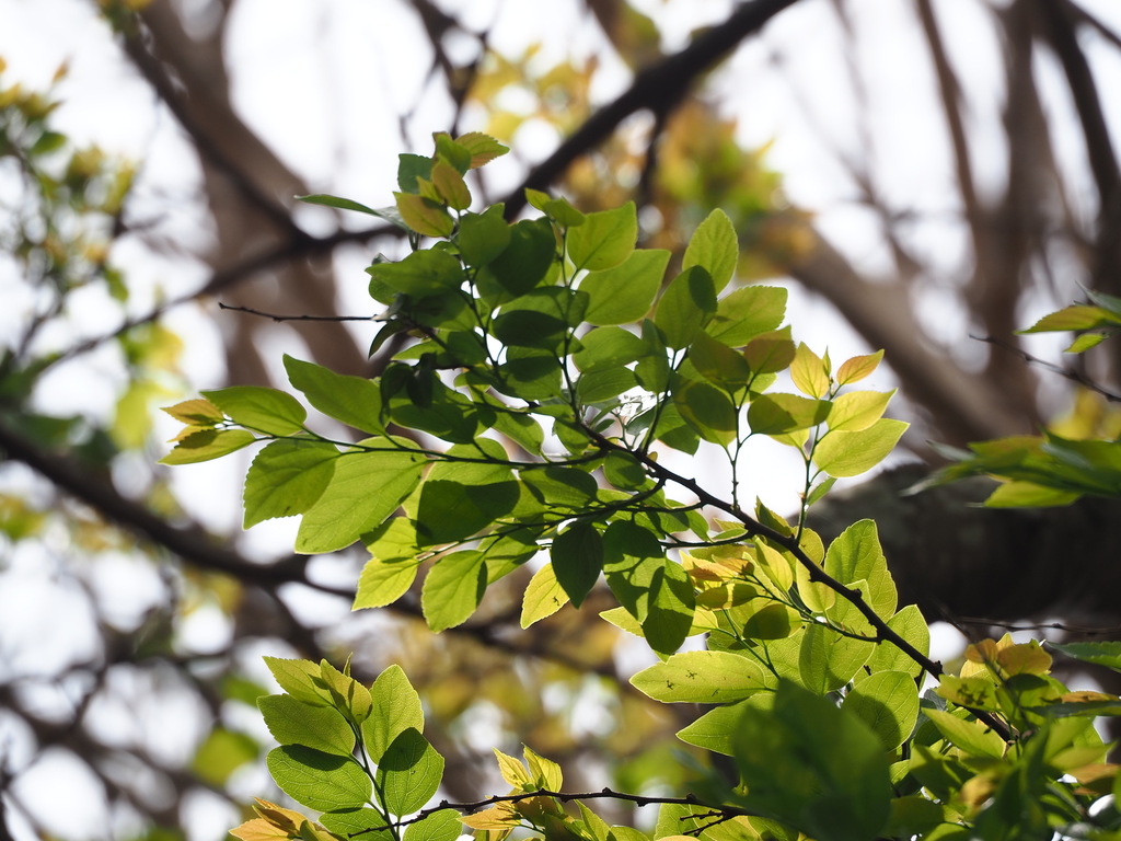 Chinese Hackberry (Celtis sinensis) - Botanical Realm