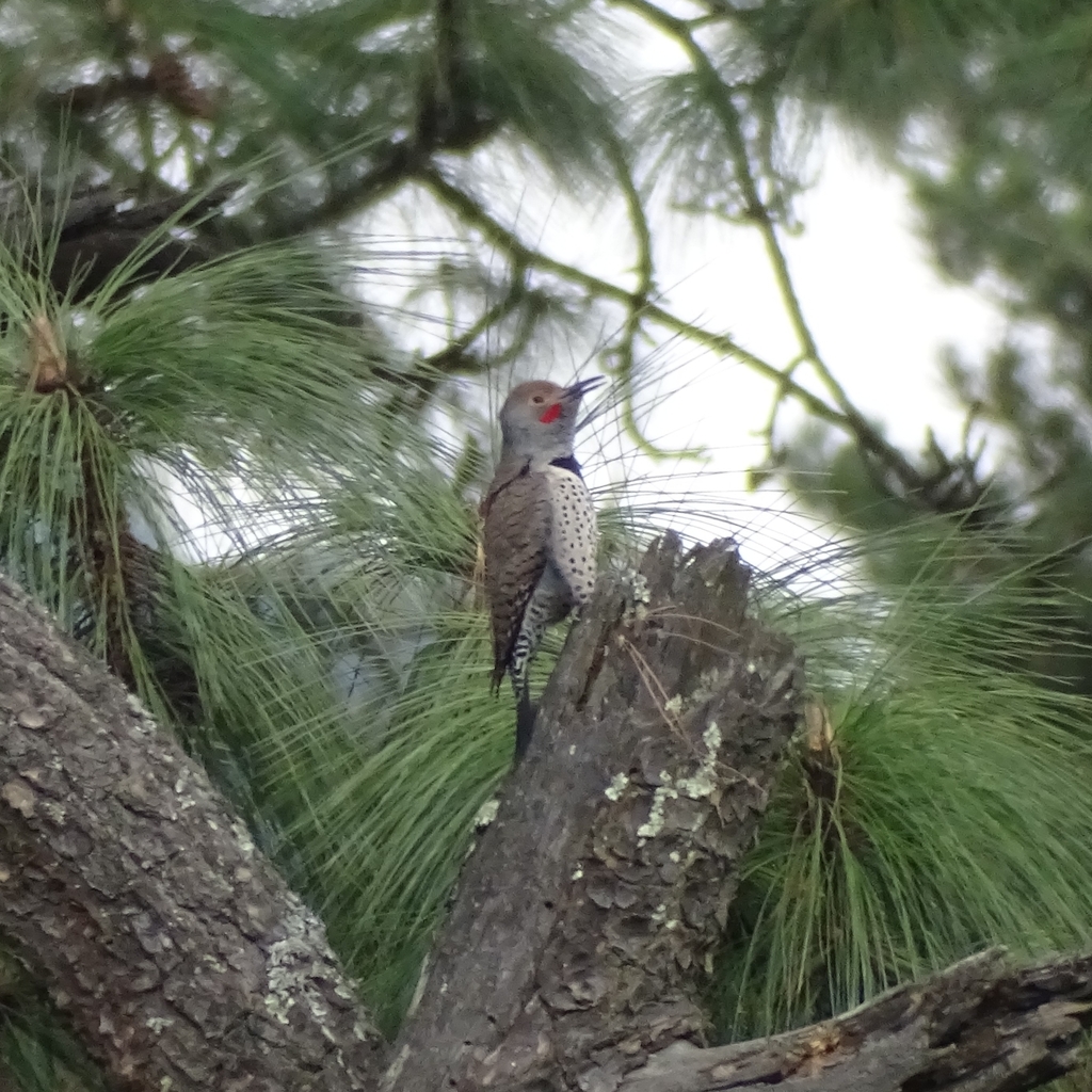 Northern Flicker from 14710 CDMX, México on January 22, 2022 at 02:57 ...