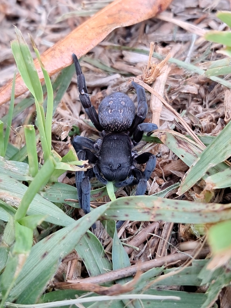 Tree Velvet Spiders from Welcome Glen, Cape Town, 7975, South Africa on ...