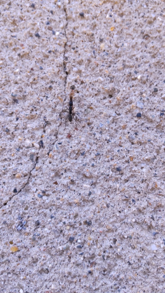 Japanese Carpenter Ant from 日本、京都府 on April 14, 2024 at 12:41 PM by ...