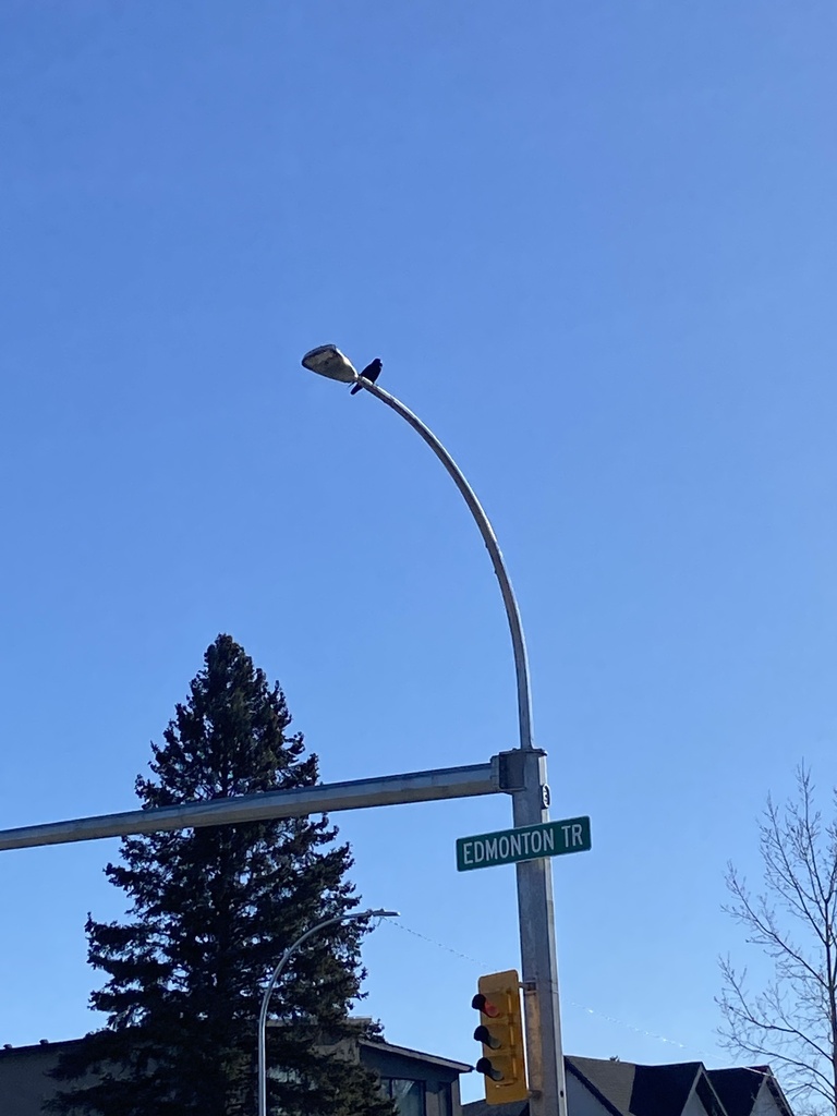 American Crow from Edmonton Tr NE, Calgary, AB, CA on April 20, 2024 at ...