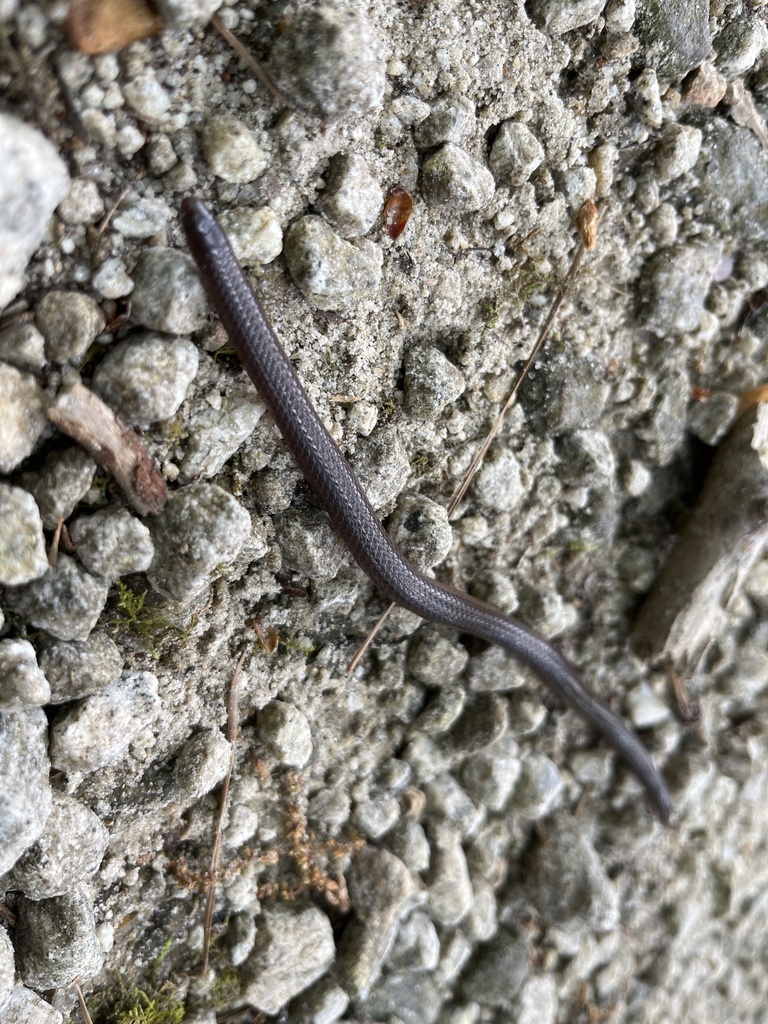 Eastern Worm Snake from Flat Bridge Rd, Stonecrest, GA, US on April 20 ...