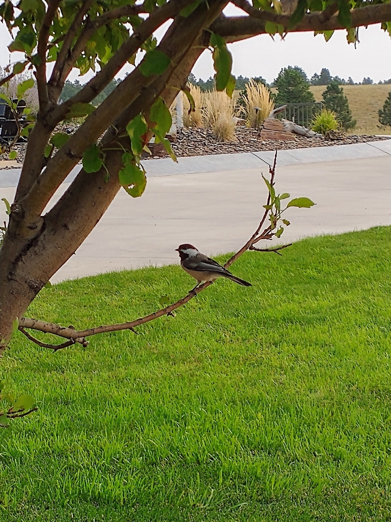 Black-capped Chickadee from Colonial Pine Hills, SD 57702, USA on ...