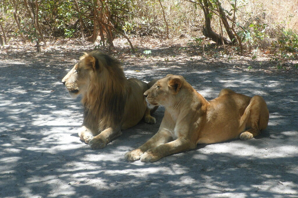 Northern Lion in April 2016 by sashal03 · iNaturalist