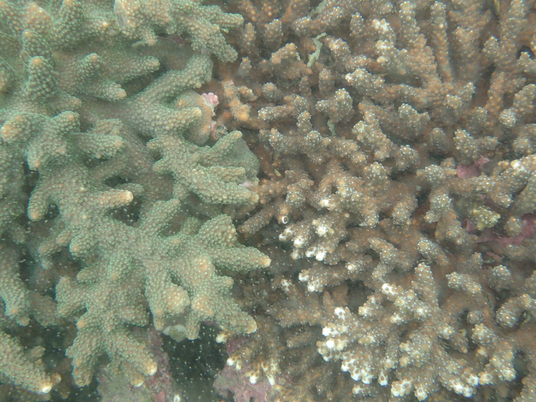 Acropora samoensis (Brook, 1891)