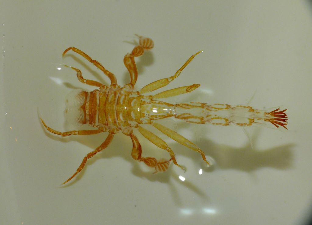 parasitic hyperiid amphipod from Dunedin - Tomahawk Beach on May 15 ...