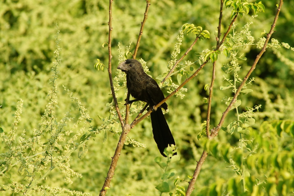 Garrapatero pijuy desde Santa María Huatulco, Oax., México el 17 de ...