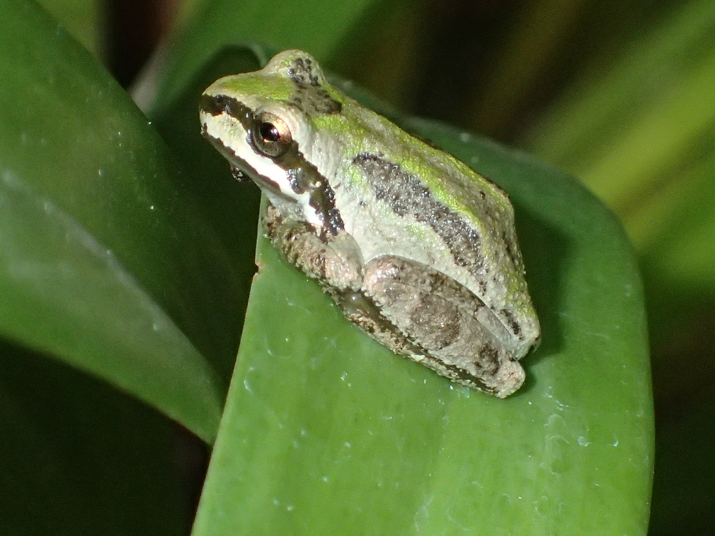 Northern Pacific Tree Frog from Southeast Eugene, Eugene, OR 97405, USA ...