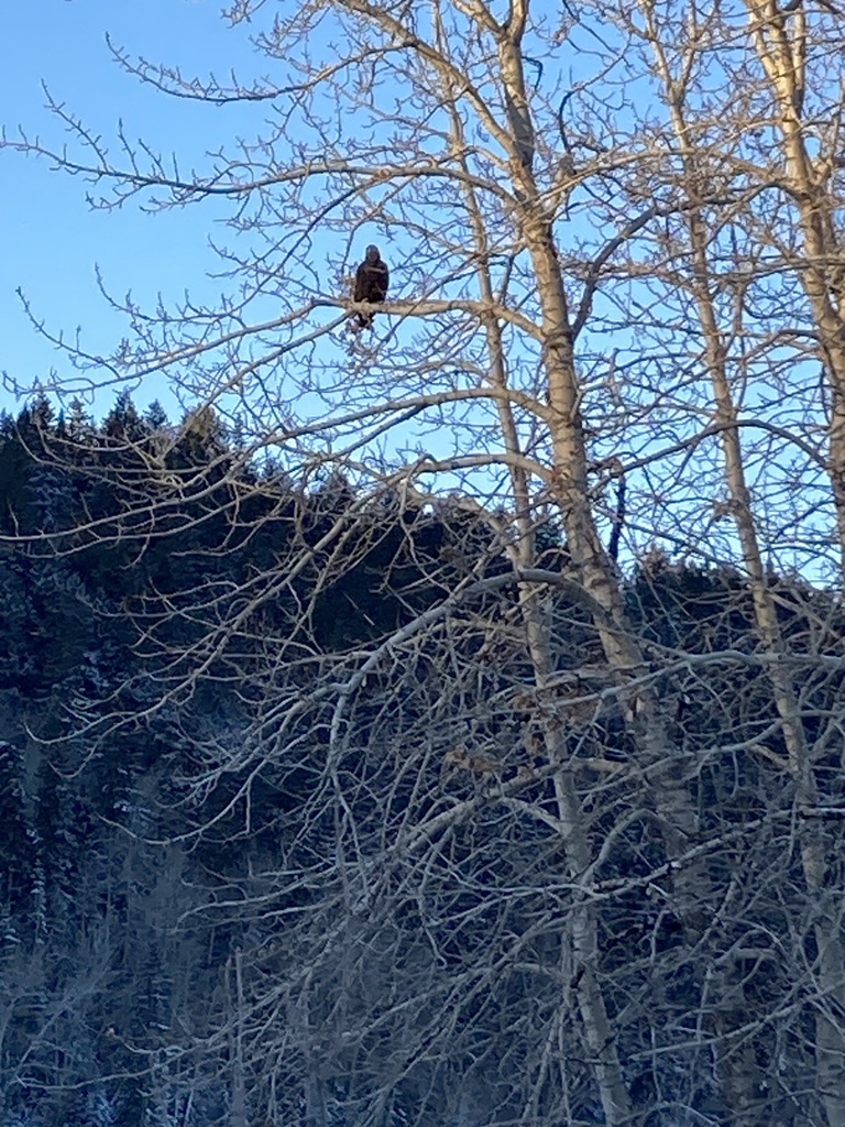 Bald Eagle from Northwest Calgary, Calgary, AB, Canada on December 24 ...