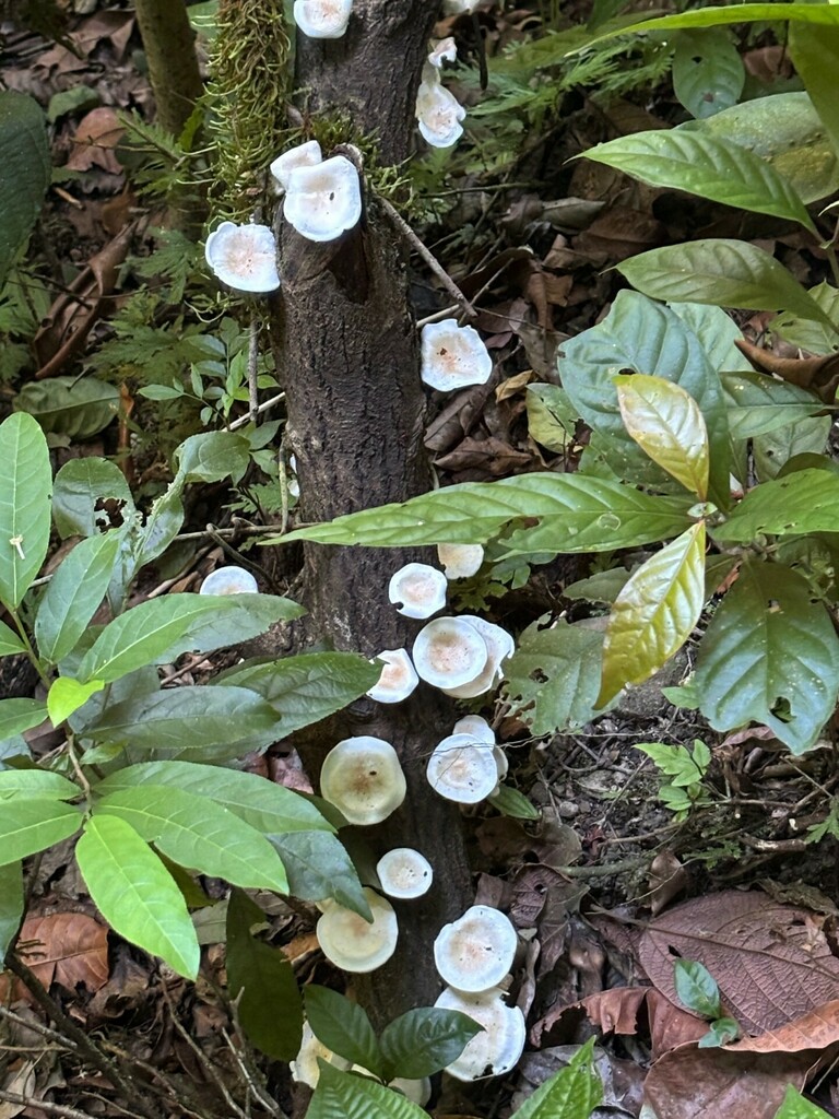 Filoboletus from Alajuela Province, San Ramón, Costa Rica on April 16 ...
