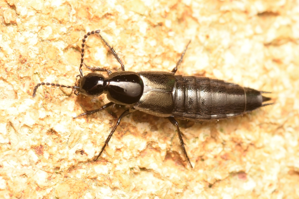 Philonthus from Wordsley, Stourbridge, UK on April 20, 2024 at 05:05 PM ...
