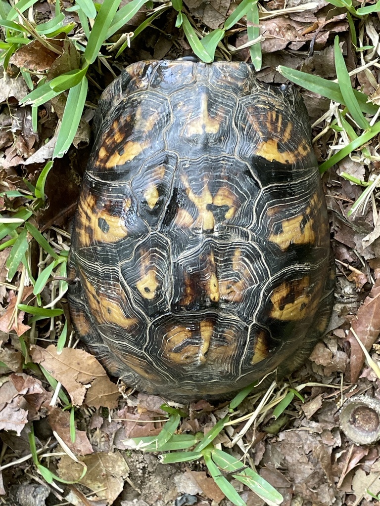 Common Box Turtle in April 2024 by ray225 · iNaturalist
