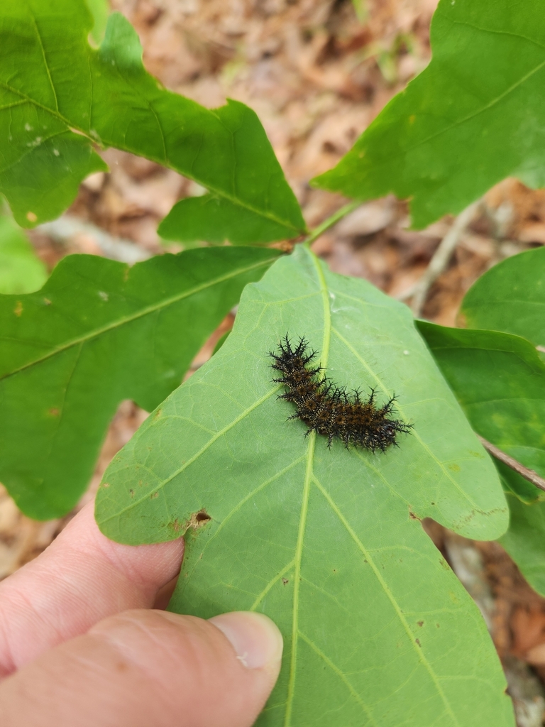 Buck Moth from Star City, AR 71667, USA on April 20, 2024 at 10:10 AM ...