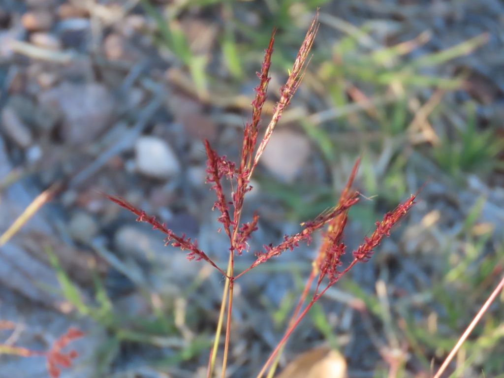 King Ranch bluestem from Sierra Vista, AZ, USA on April 20, 2024 at 06: ...