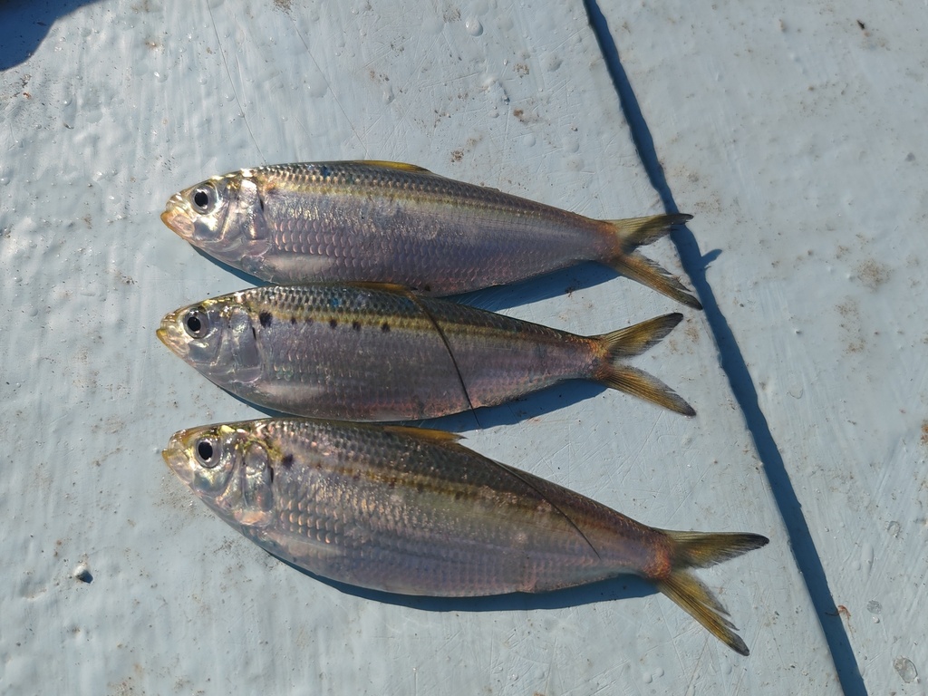 Pacific Thread Herring from Centro, Zihuatanejo, Gro., México on March ...
