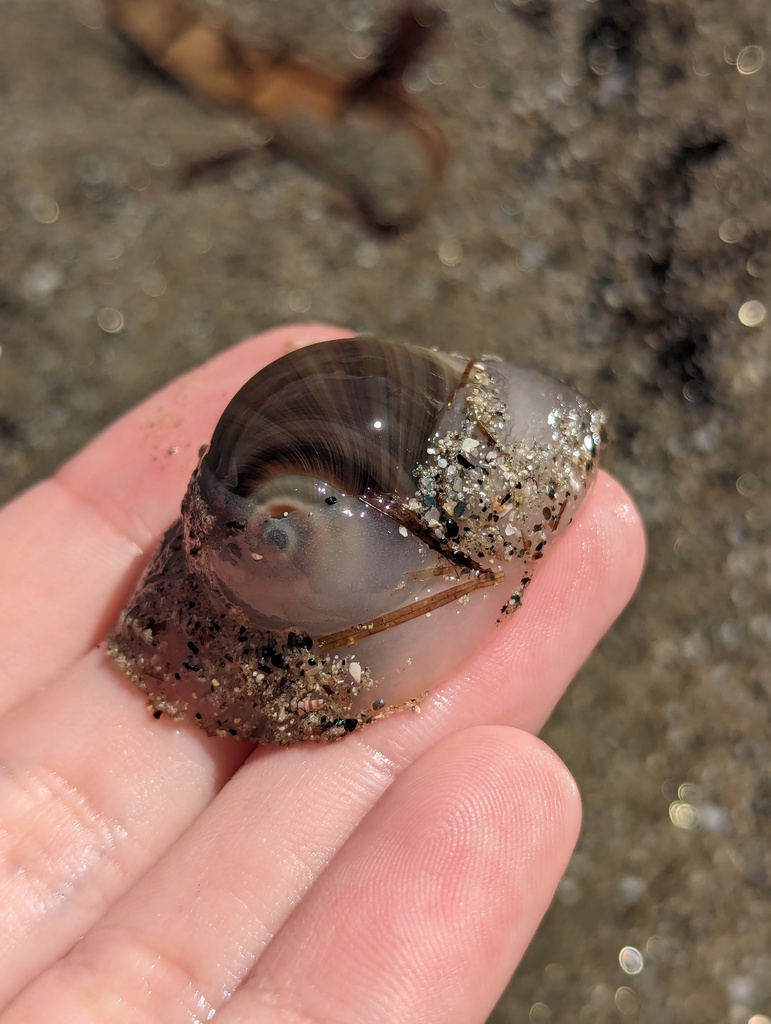 Moon Snails from Bowen QLD 4805, Australia on April 18, 2024 at 03:08 ...