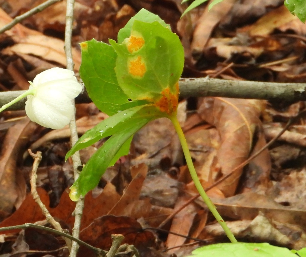Mayapple Rust from Prince George's County, MD, USA on April 20, 2024 at ...