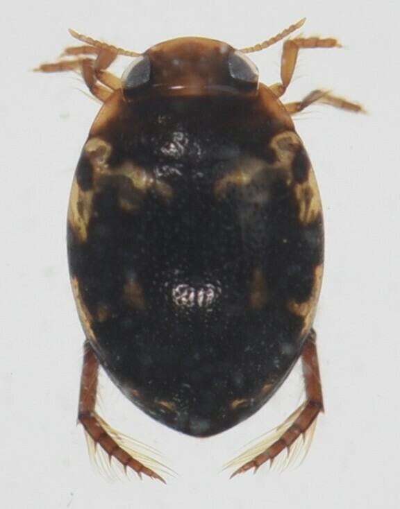 Hyphydrus from Ehlanzeni District Municipality, South Africa on April 9 ...