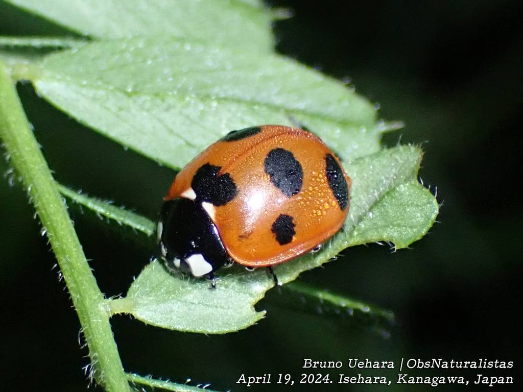Seven-spotted Lady Beetle from Okazaki, Hiratsuka, Kanagawa 259-1212 ...