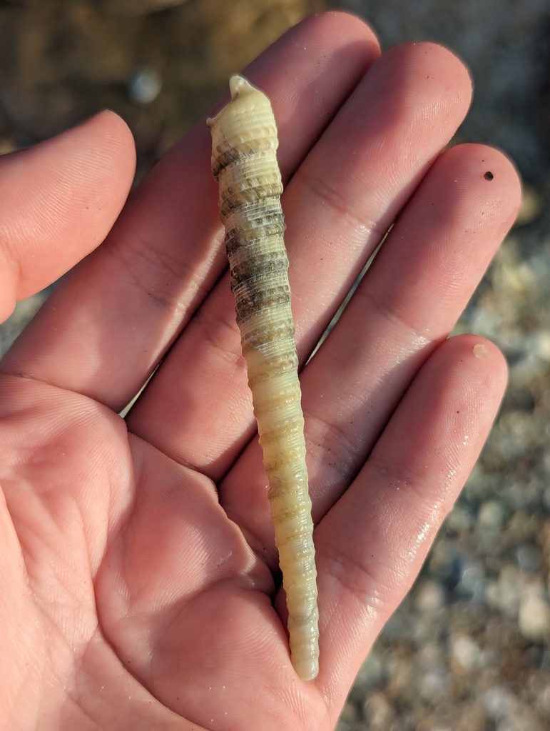 Auger Shells from Bowen QLD 4805, Australia on April 18, 2024 at 04:51 ...
