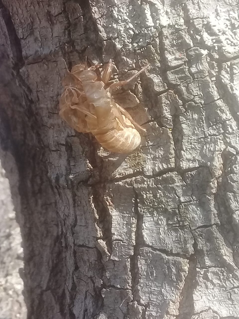Chicharra gigante desde 49900 Tecalitlán, Jal., México el19 de abril de ...