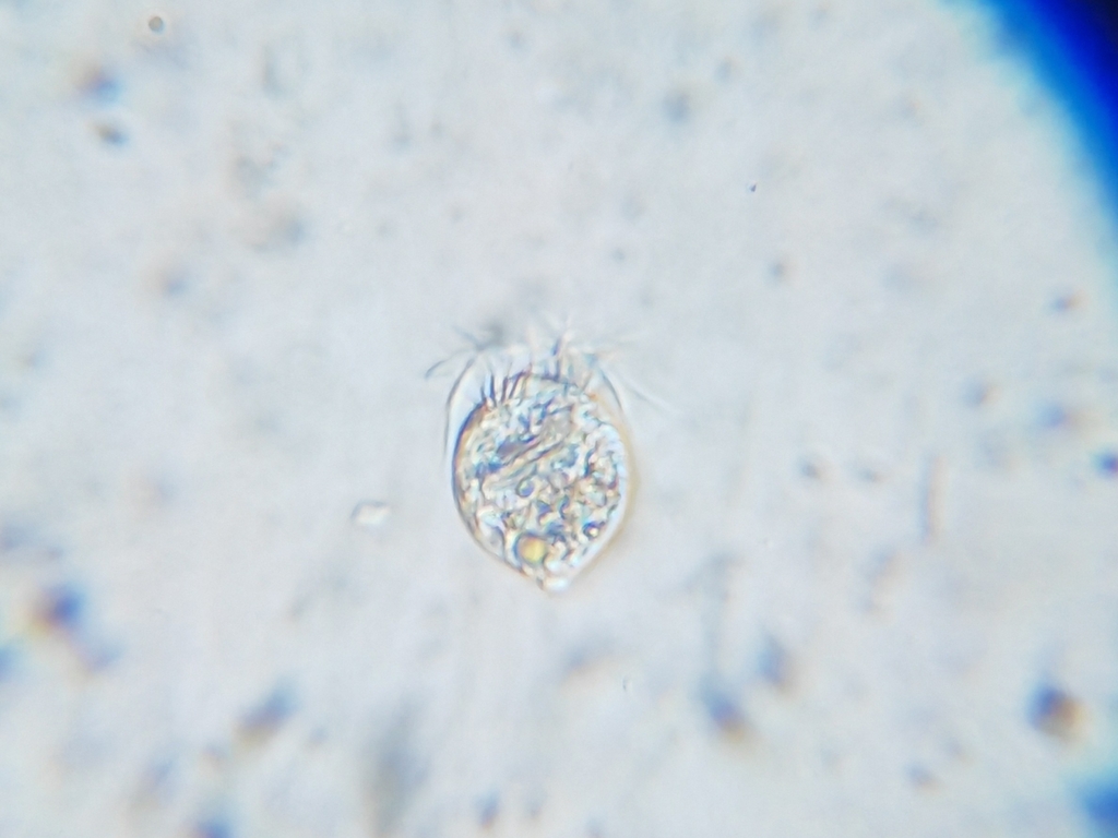 Strobilidium caudatum from Shenzhen, CN-GD, CN on April 21, 2024 at 12: ...