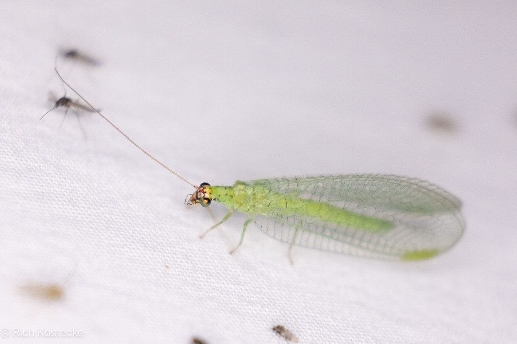 Golden-eyed lacewing from Real County, TX, USA on April 11, 2024 at 09: ...