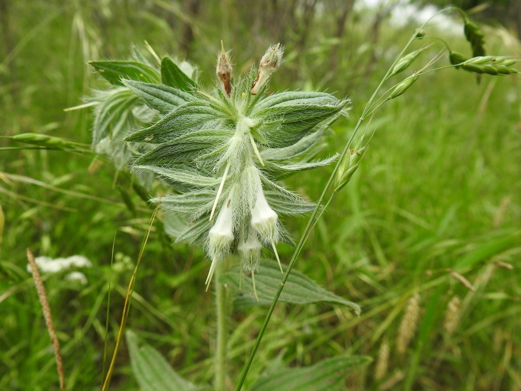 Soft-hair Marbleseed from Chappell Hill, TX 77426, USA on April 19 ...