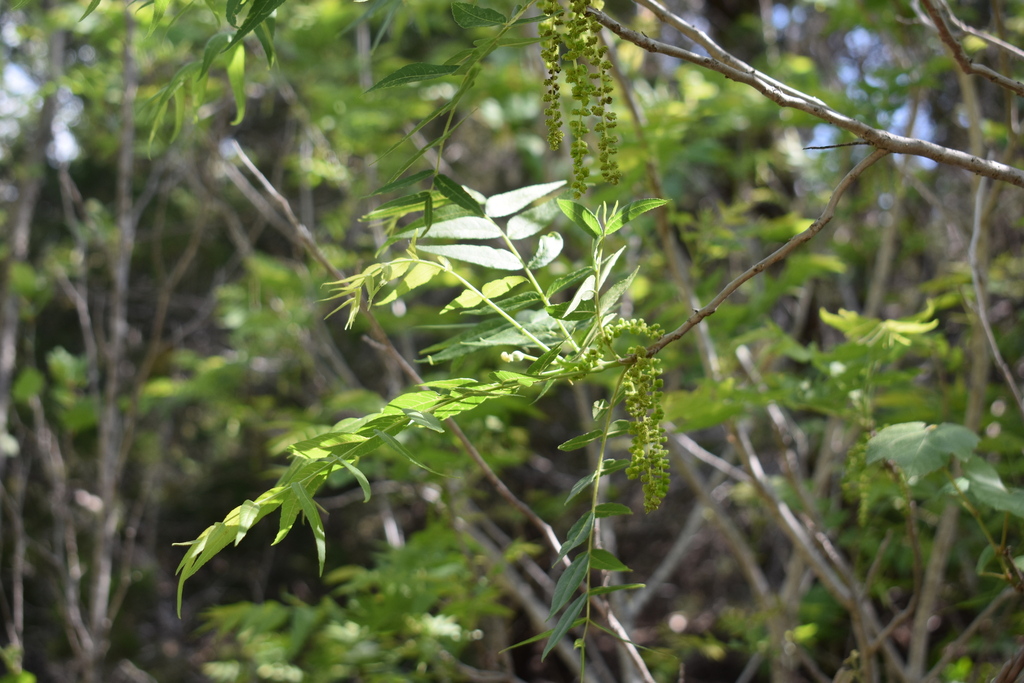 Little Walnut from Bandera County, TX, USA on April 13, 2024 at 10:15 ...