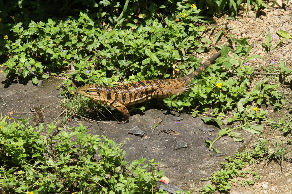 Cryptic Golden Tegu from Région de Tunapuna-Piarco, Trinité-et-Tobago ...