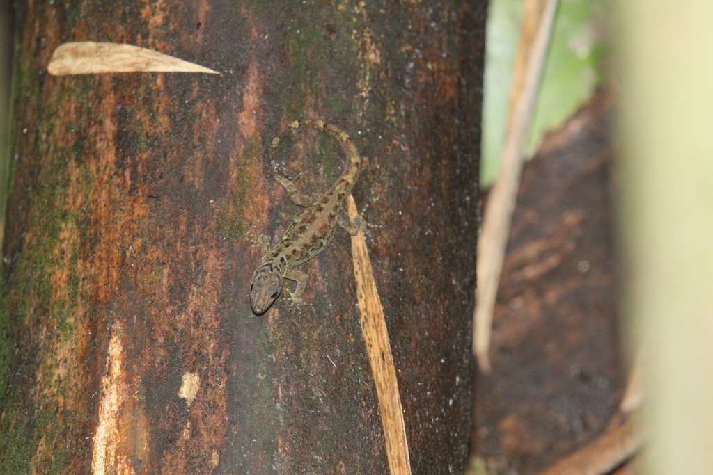 Eyespot Gecko from Gilpin Trace trailhead, Roxborough - Parlatuvier Rd ...