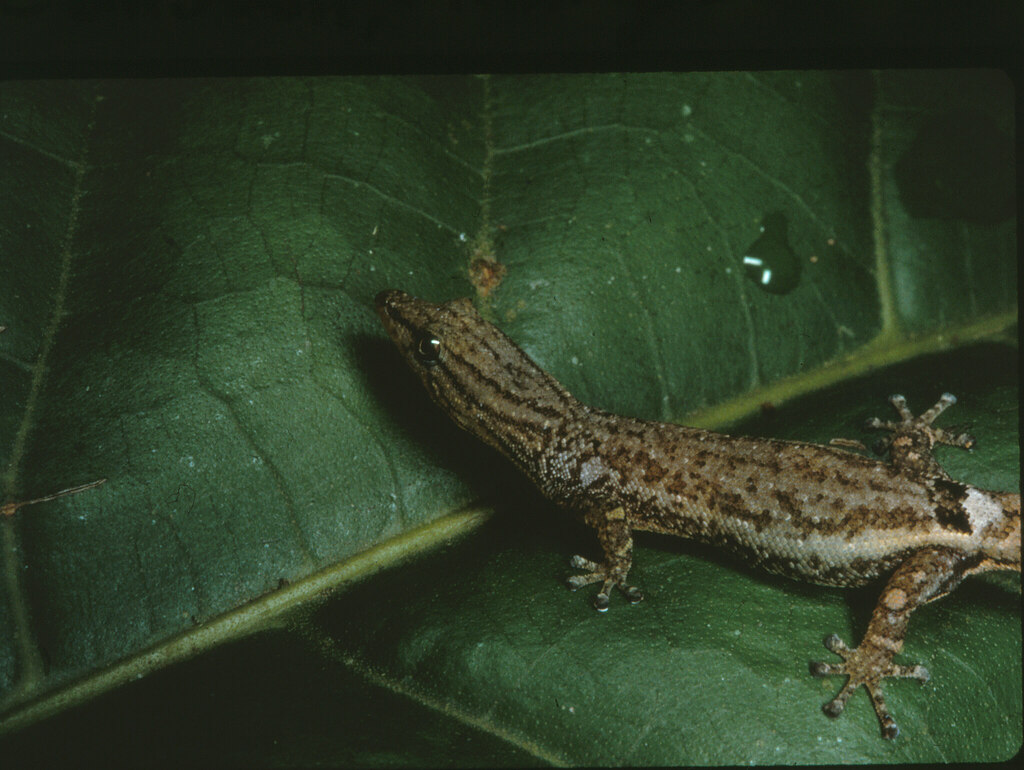 Spotted Least Gecko from El Castillo, Nicaragua on April 12, 1993 by ...