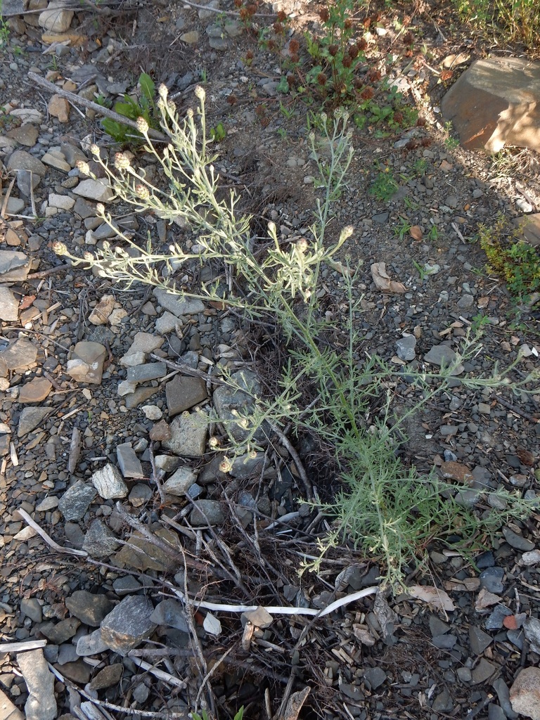 spotted knapweed from Richelieu, Montérégie, QC, Canada on July 12 ...