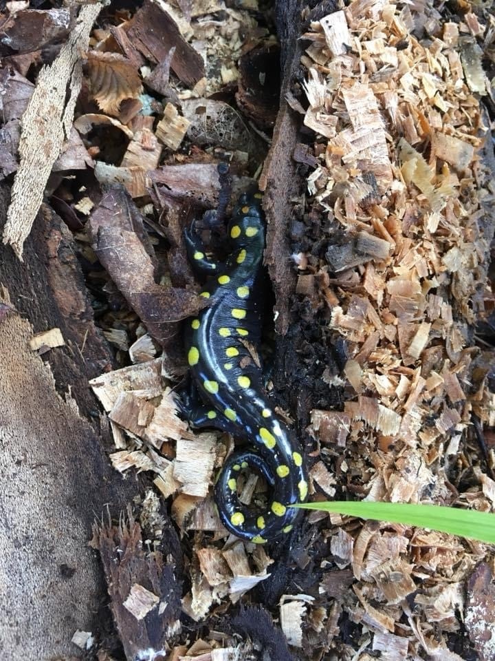 Spotted Salamander from Prince, ON, CA on July 2, 2018 at 03:17 PM by ...