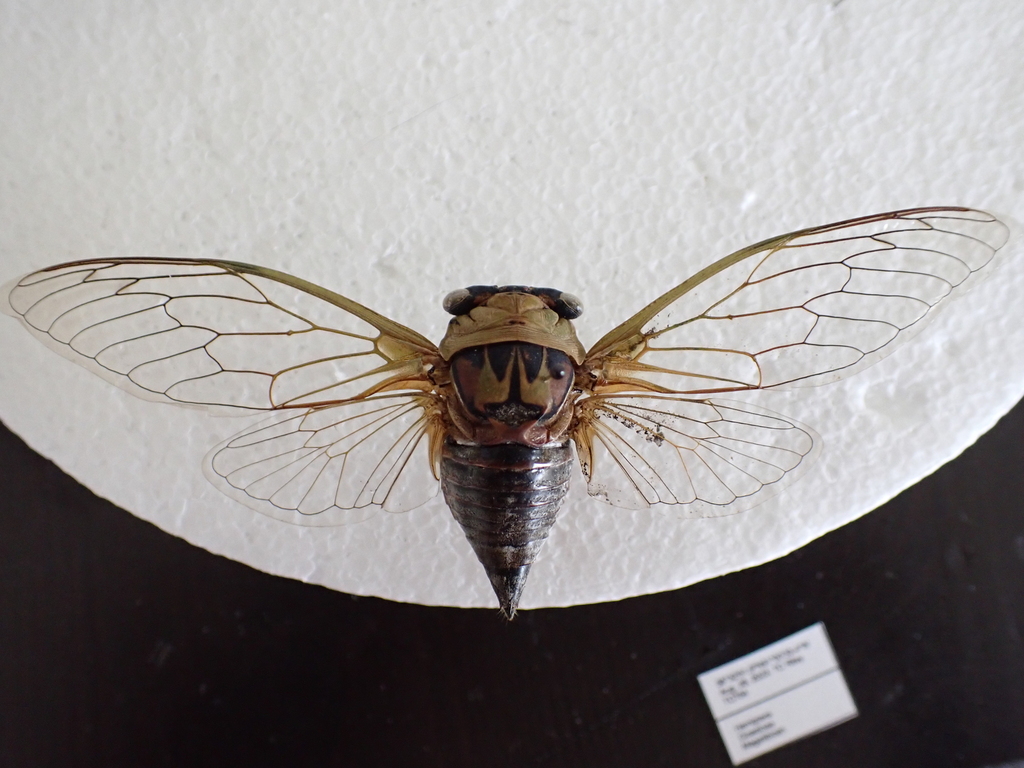 Walker's Annual Cicada from Washington, MO, USA on August 28, 2023 at ...